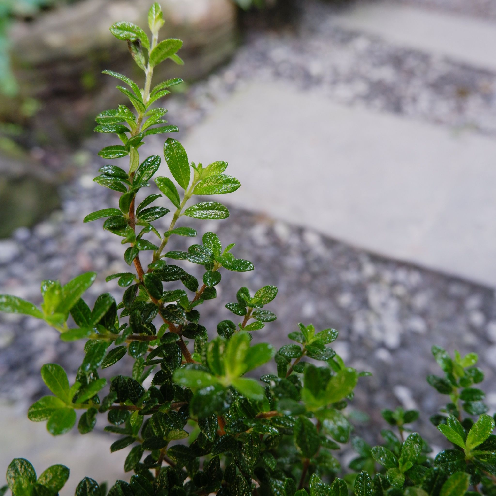 Hàm hương (Moujean Tea,Bahamas Berry, Pineapple Verbena) – Anagarden