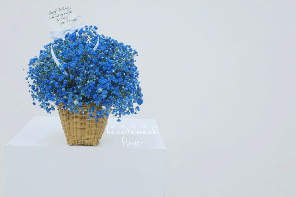 Blue Ball – Hanatamashi Flower