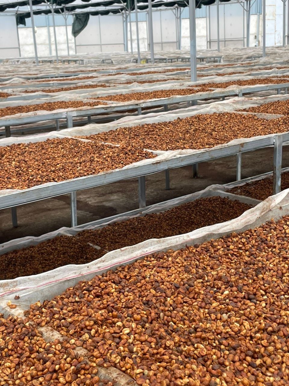 Honey Arabica - Specialty S16+ – HỒ PHƯỢNG COFFEE