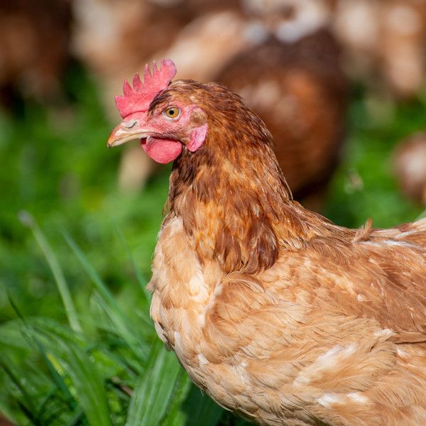Chicken anti-Endomysial Antibody IgA,EMA IgA ELISA Kit – Gretco