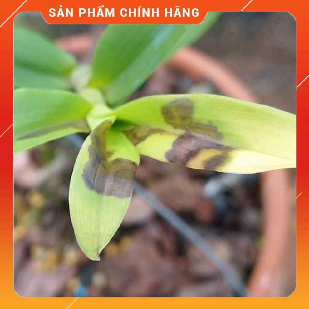 BVTV Bốn Sơn - Nông Dược Xanh