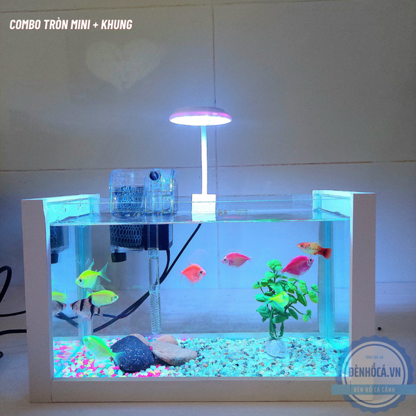 Bể cá mini để bàn COMBO TRÒN MINI có KHUNG kèm phụ kiện đầy đủ – Thiết ...