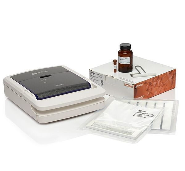 Thiết Bị Lai Kháng Thể Western Blot Tự Động iBind™ Flex