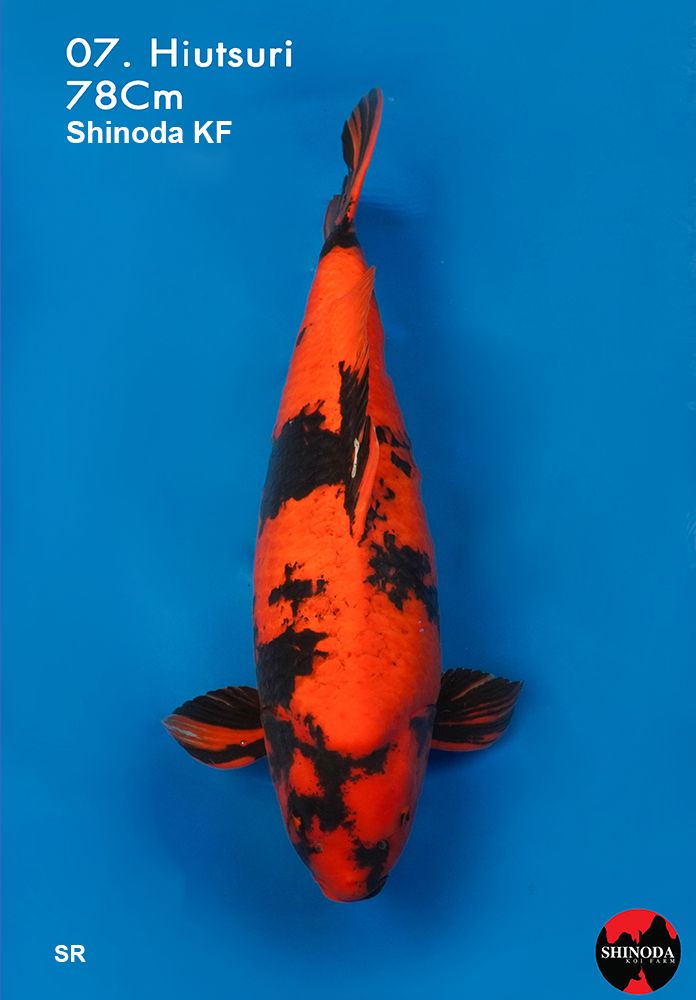 Hiutsuri 07 – KOILOVER