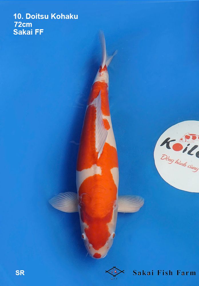 Doitsu Kohaku 10 – KOILOVER