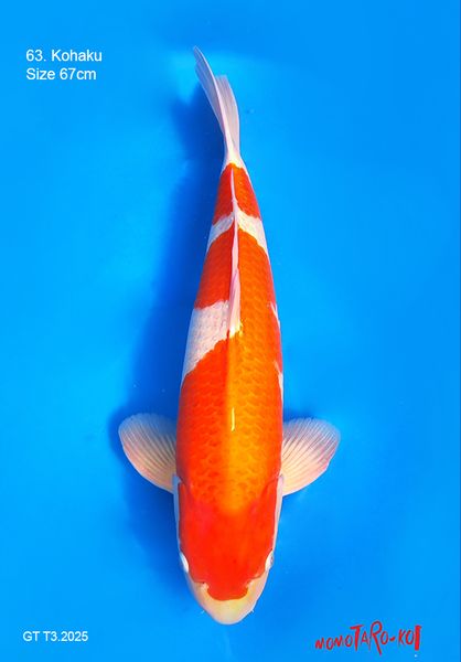 Kohaku 63 – KOILOVER