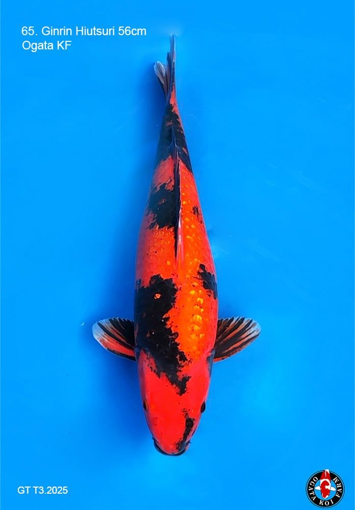 Ginrin Hiutsuri 65 – KOILOVER