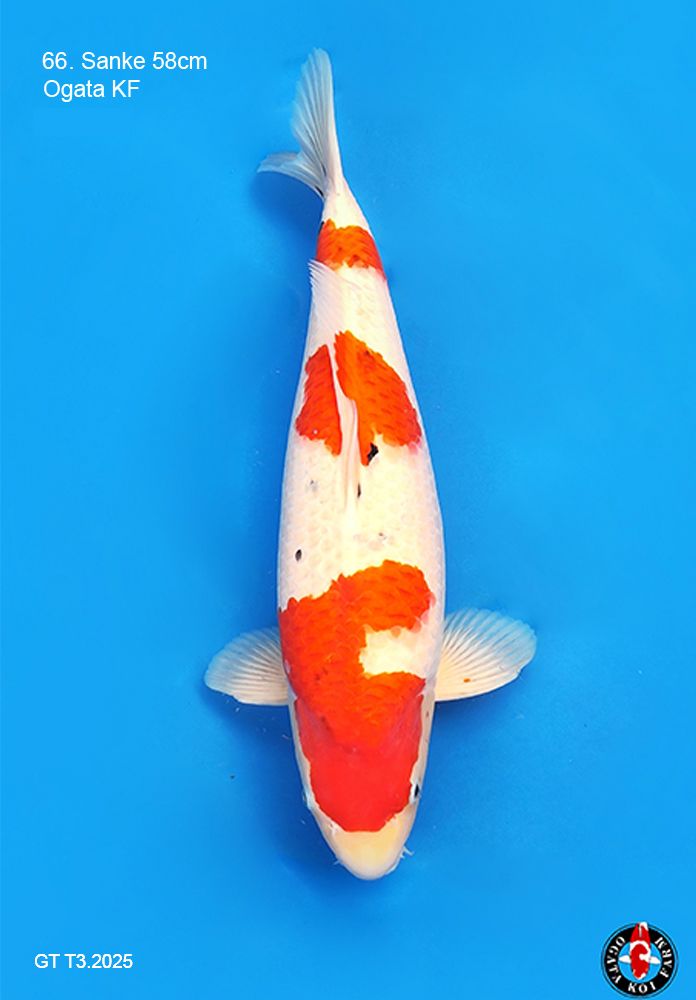 Sanke 66 – KOILOVER