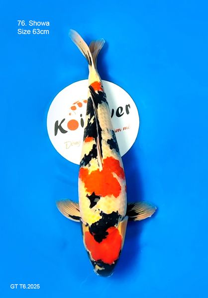 Showa 57 – KOILOVER