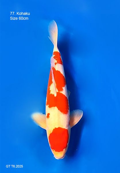 Kohaku 63 – KOILOVER