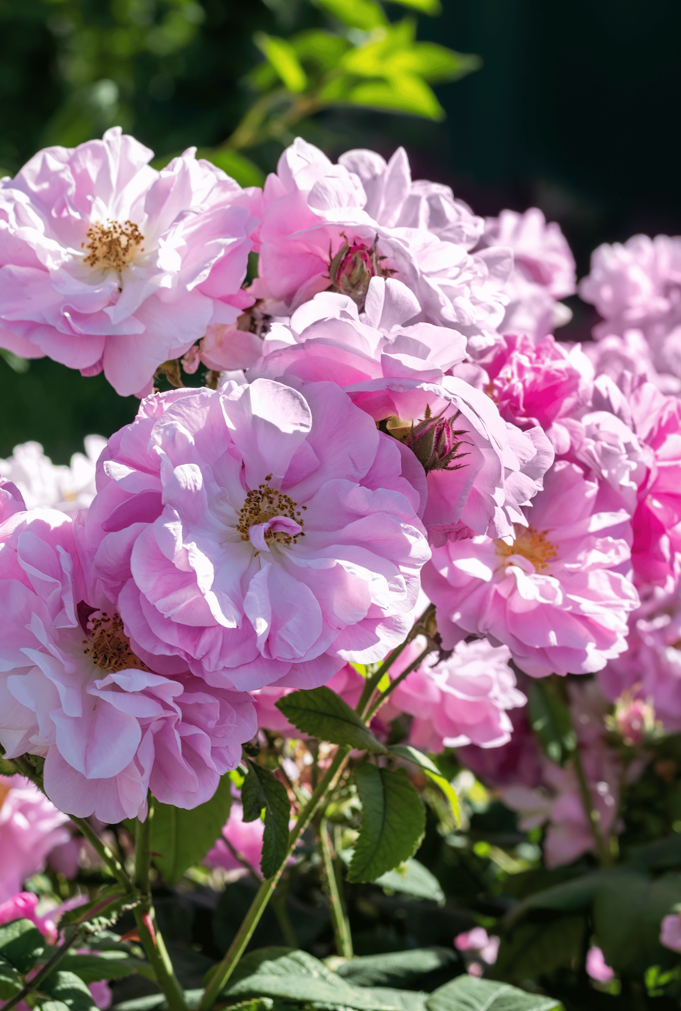 Damask Rose Base – Nezéum