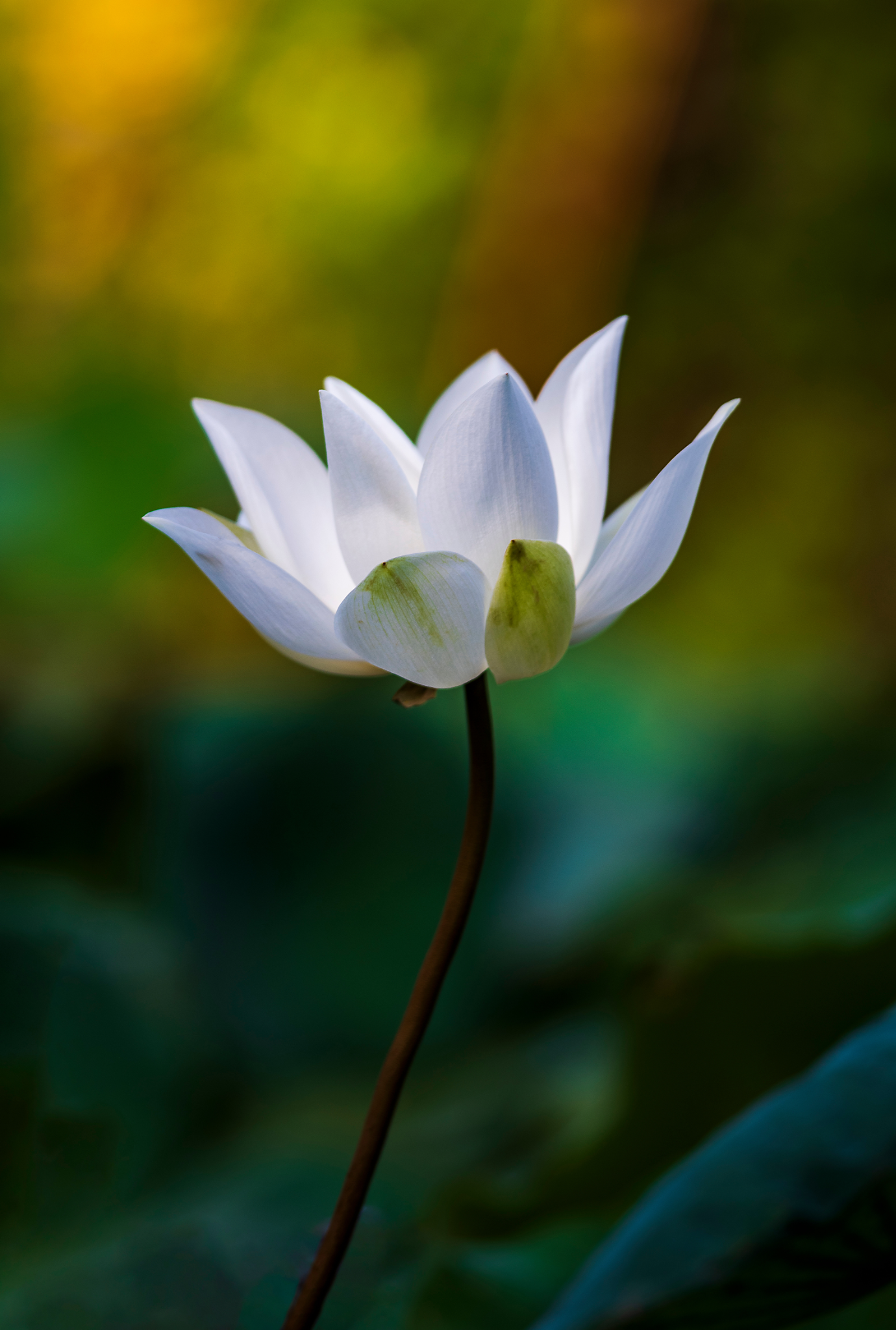 White Lotus Absolute, India – Nezéum
