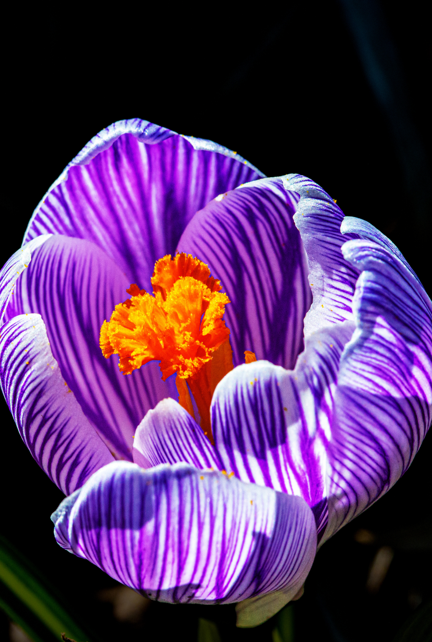 Methyl Ionone Gamma Coeur (IFF) – Nezéum