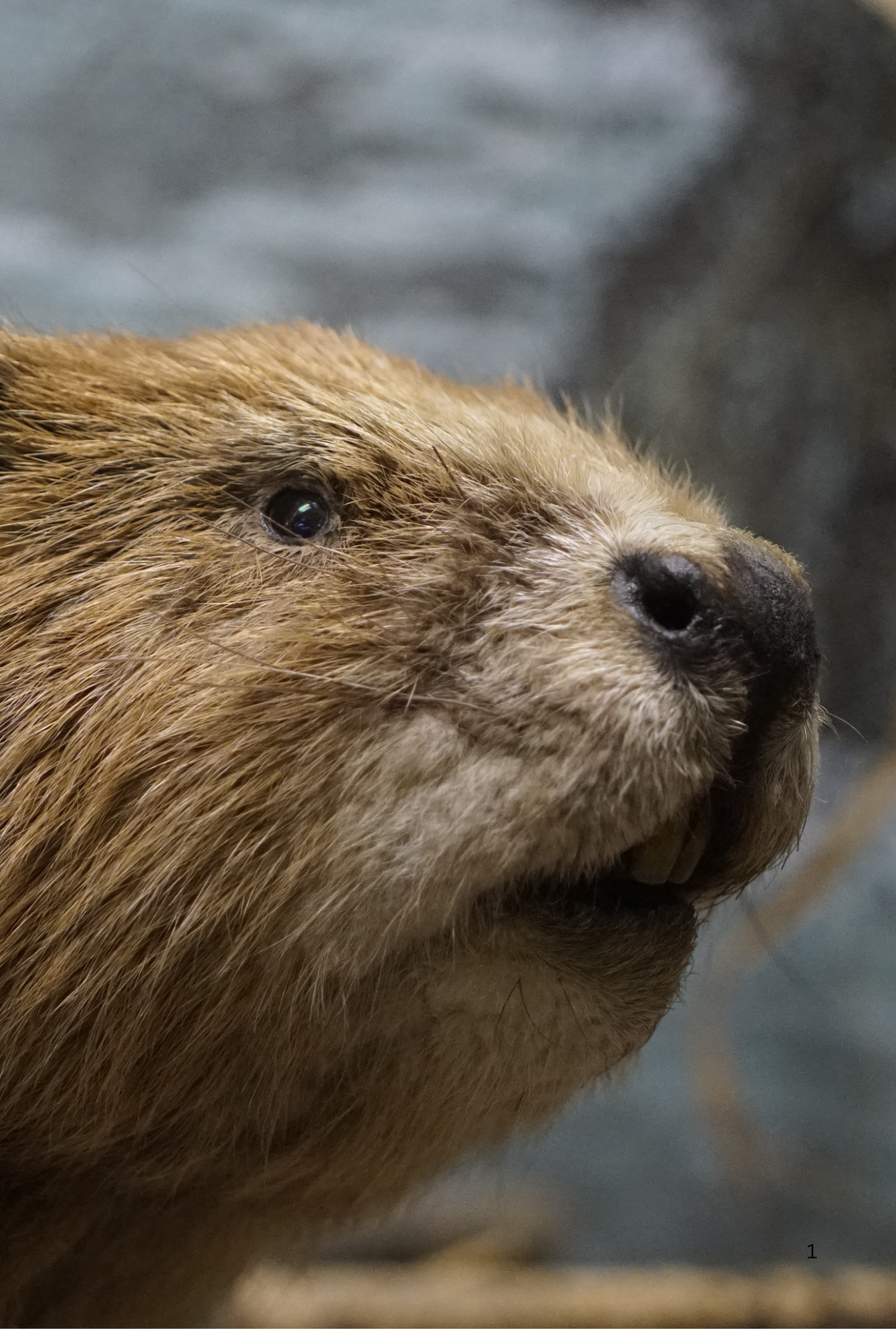 Castoreum Givco 116/6 (Givaudan) – Nezéum