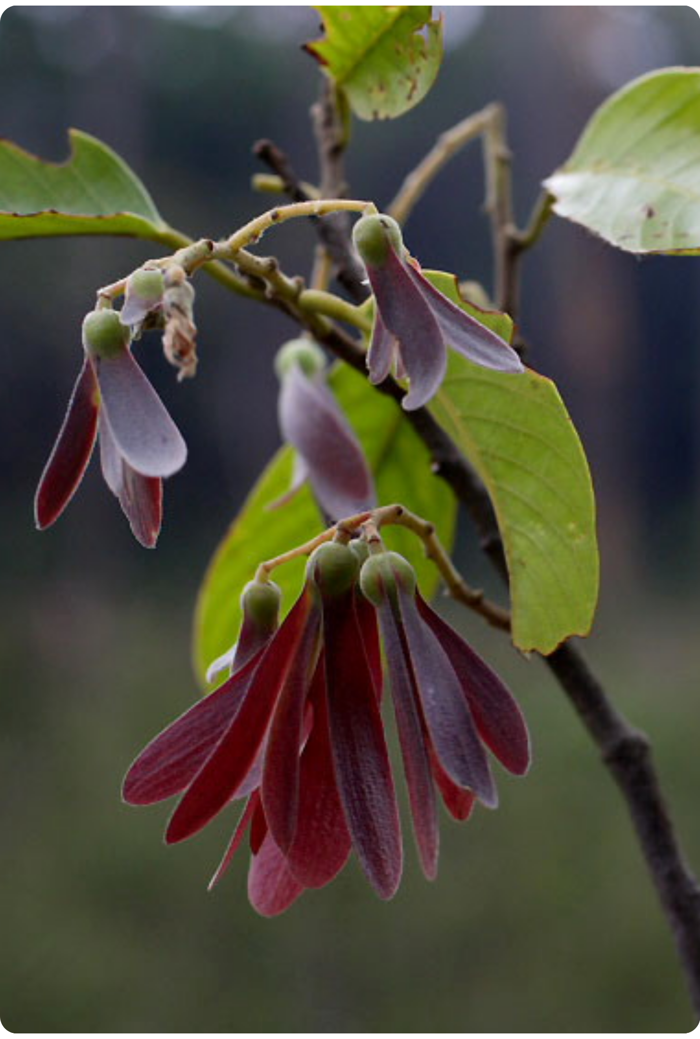 Gurjun Balsam Oil (Biolandes) – Nezéum