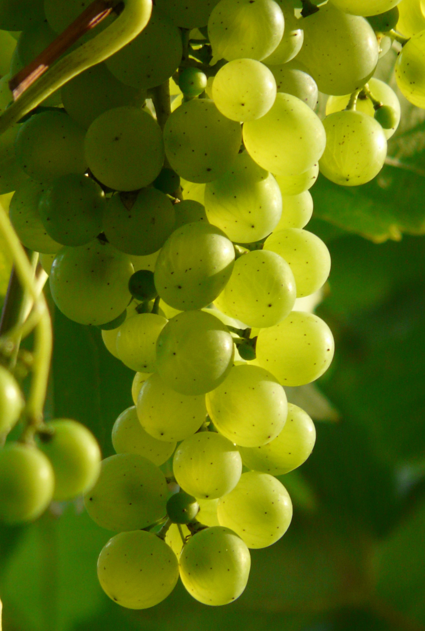Green Cognac Oil, Romania – Nezéum