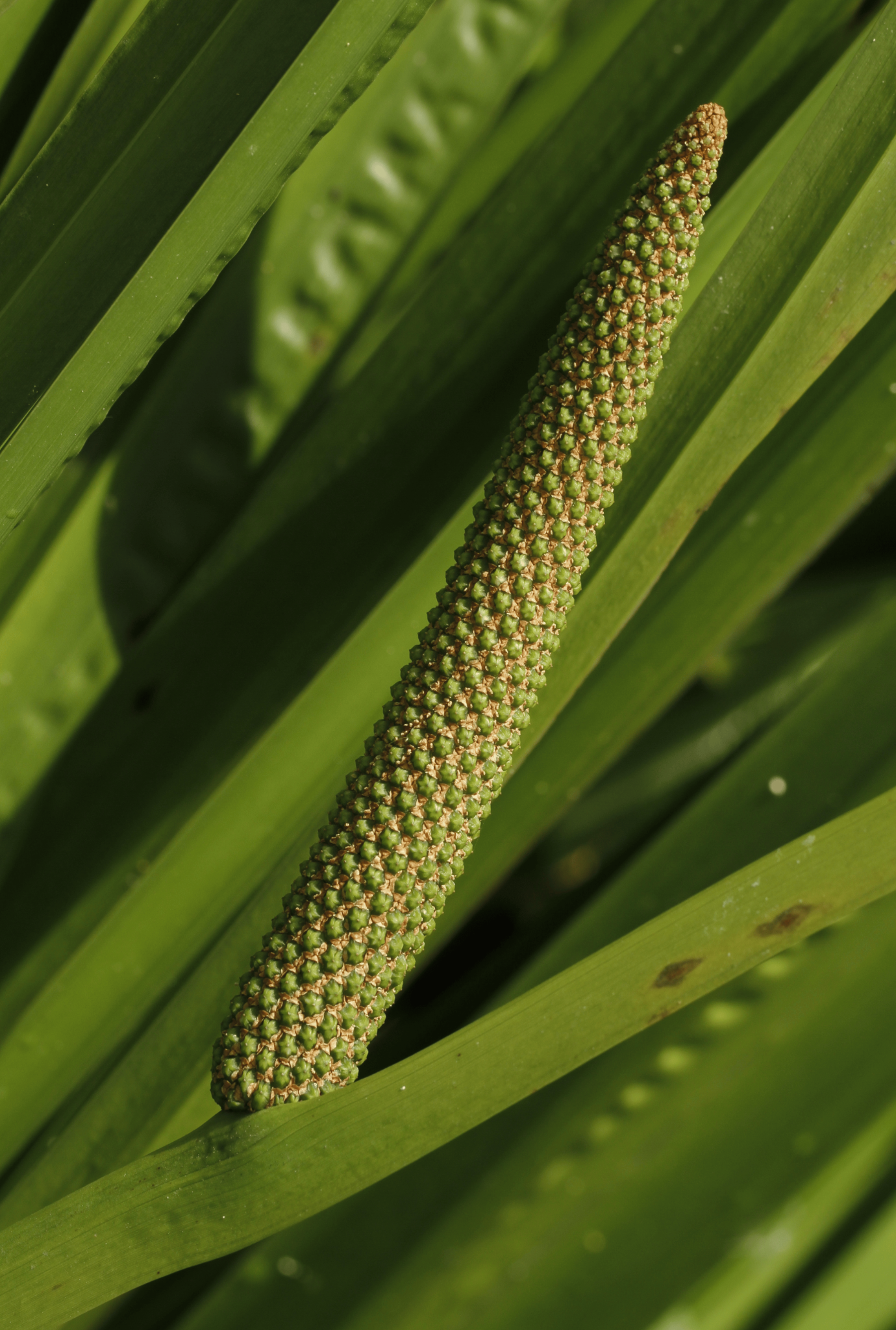 Calamus Root Oil – Nezéum