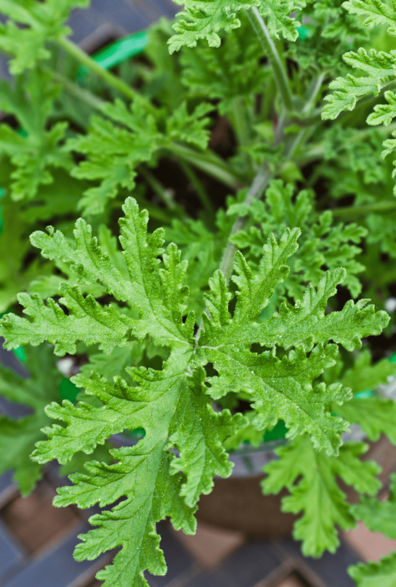 Citronella Oil, Ceylon (Artisan) – Nezéum