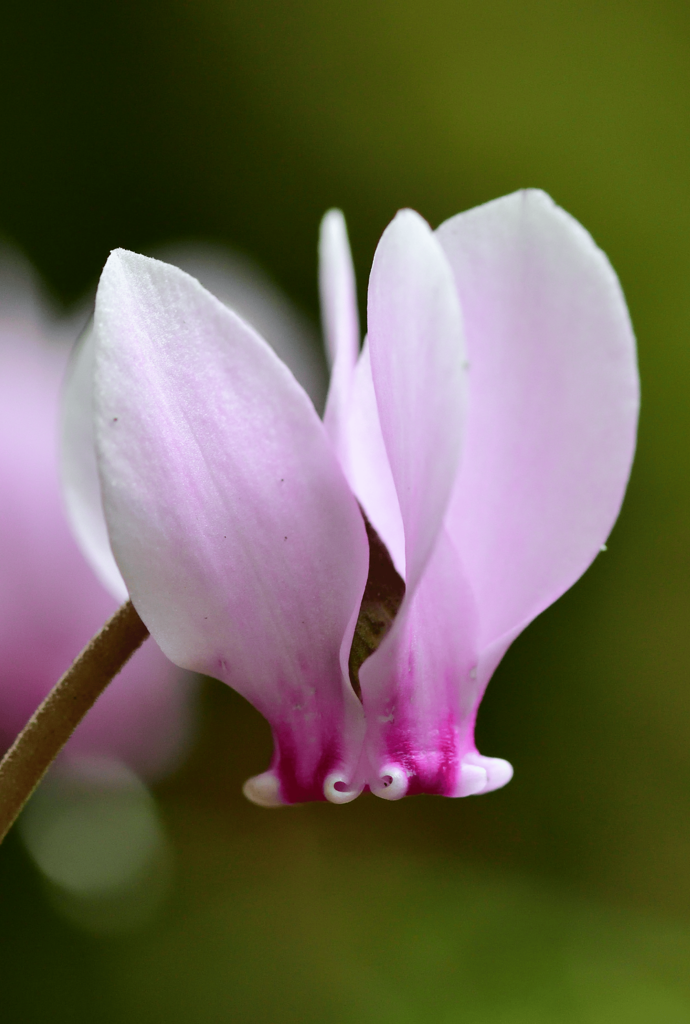 Cyclamen Aldehyde (Givaudan) – Nezéum