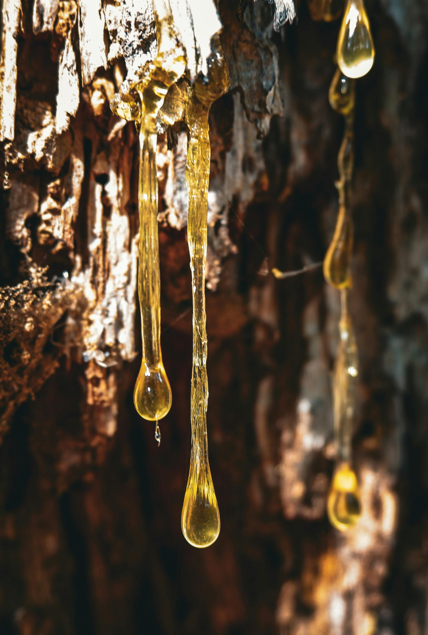 Elemi Oil (Biolandes) – Nezéum