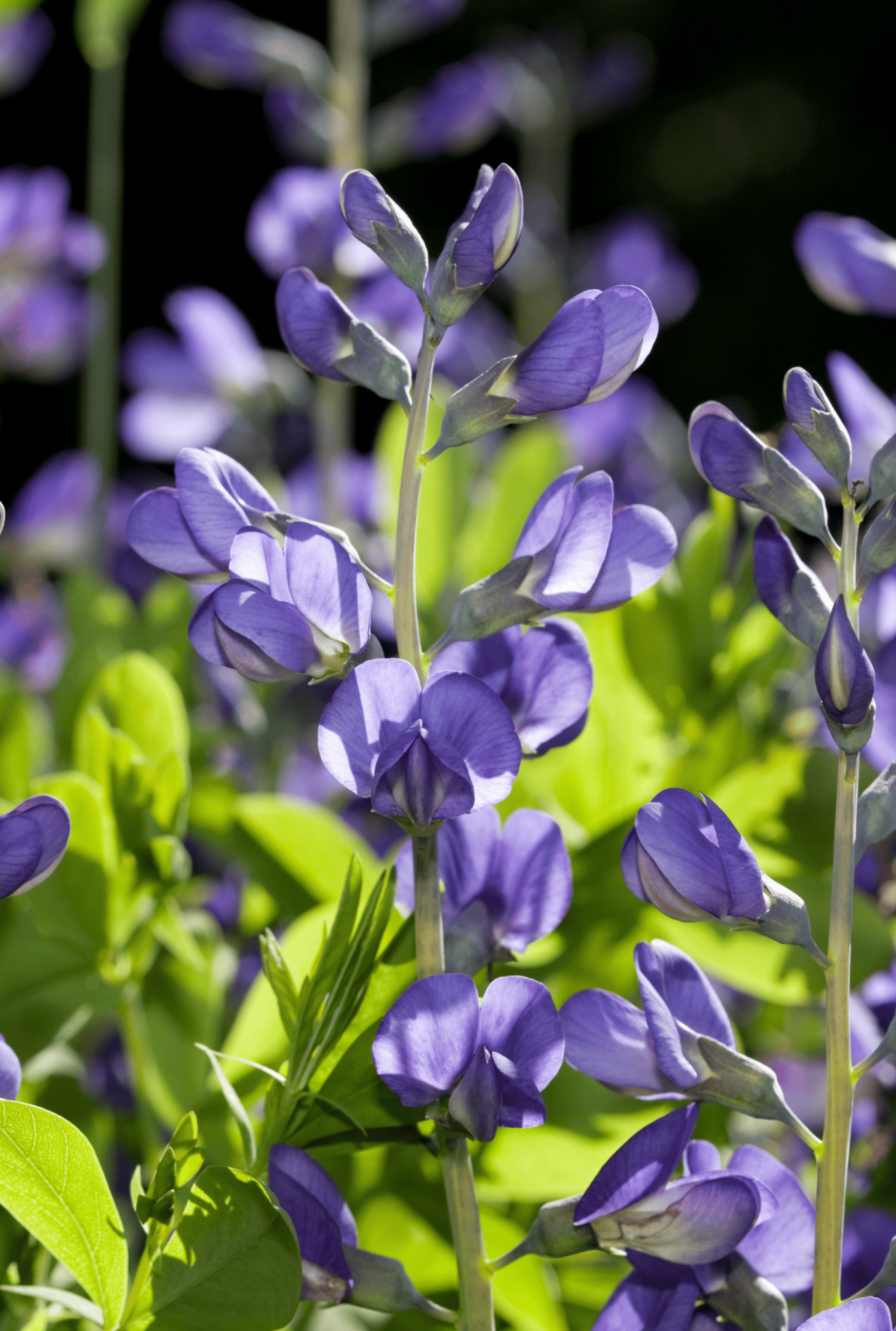 Indigo Violet Base (Robertet) – Nezéum