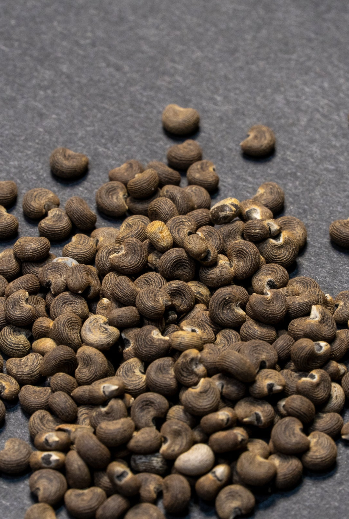 Musk Ambrette – Nezéum