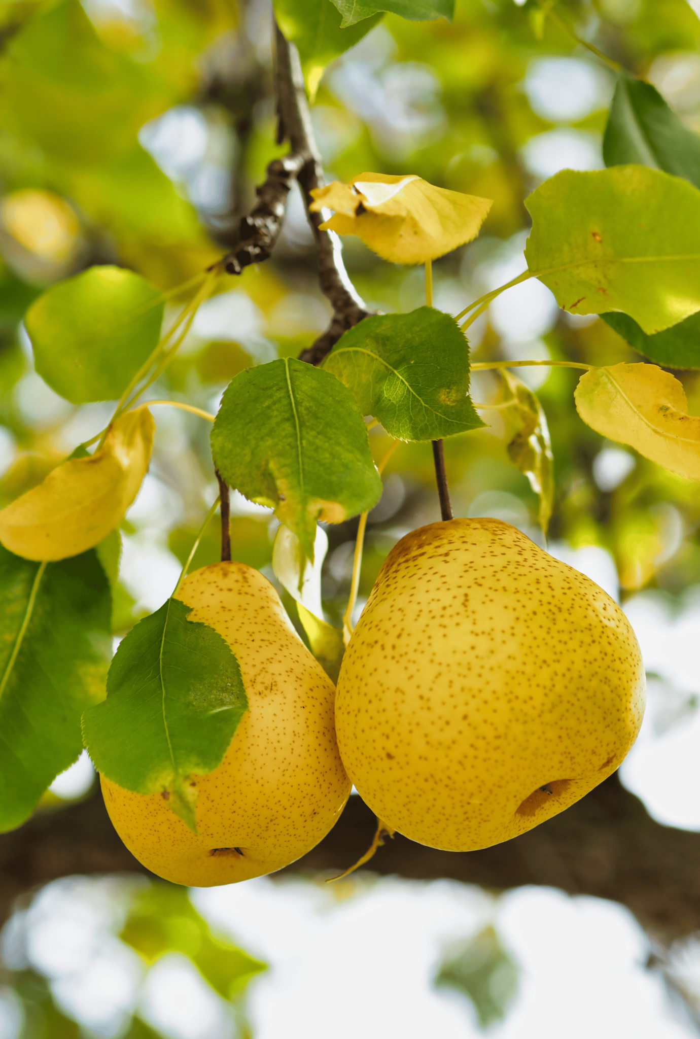 Pear Natural (Robertet) – Nezéum