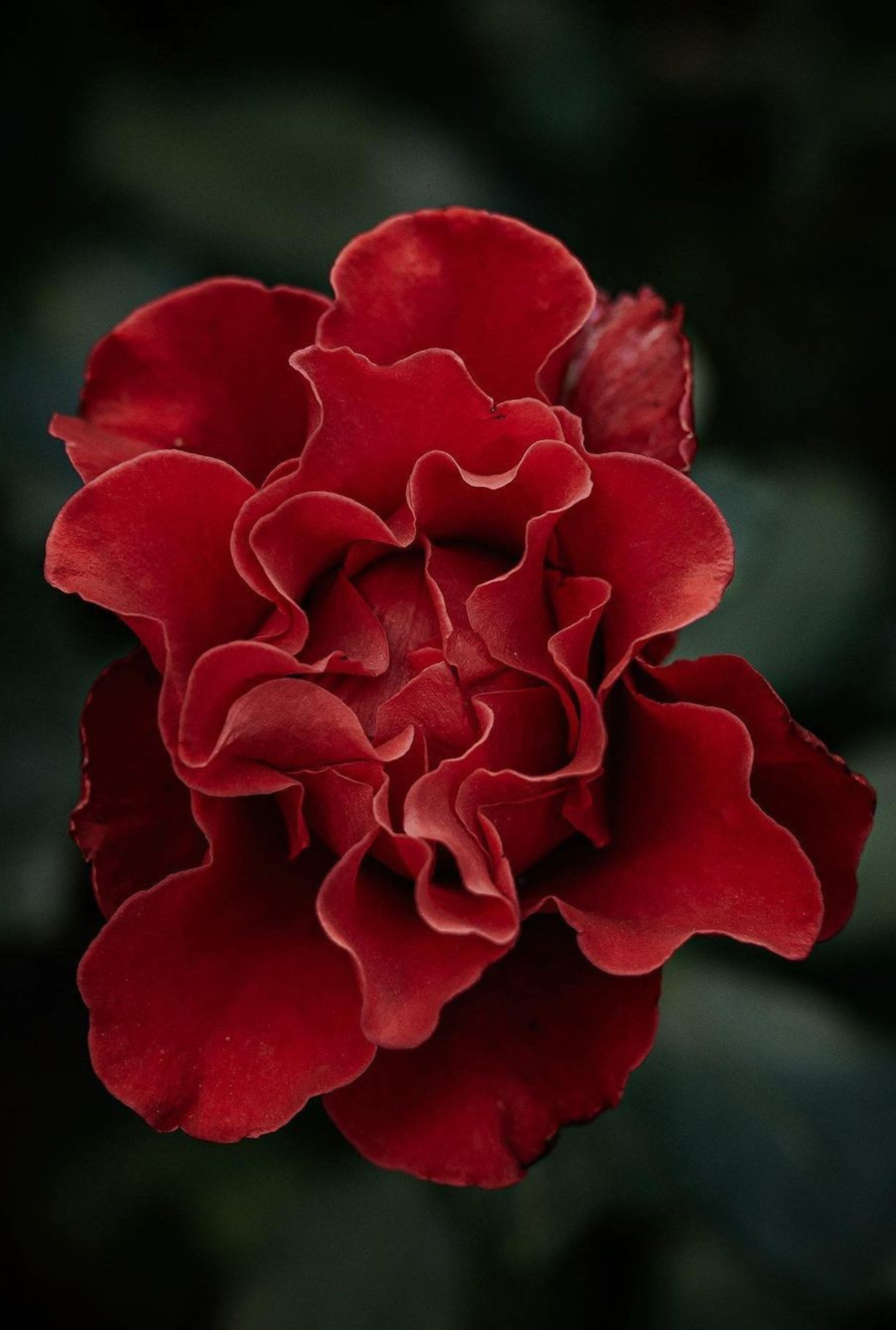 Rose Oxide – Nezéum