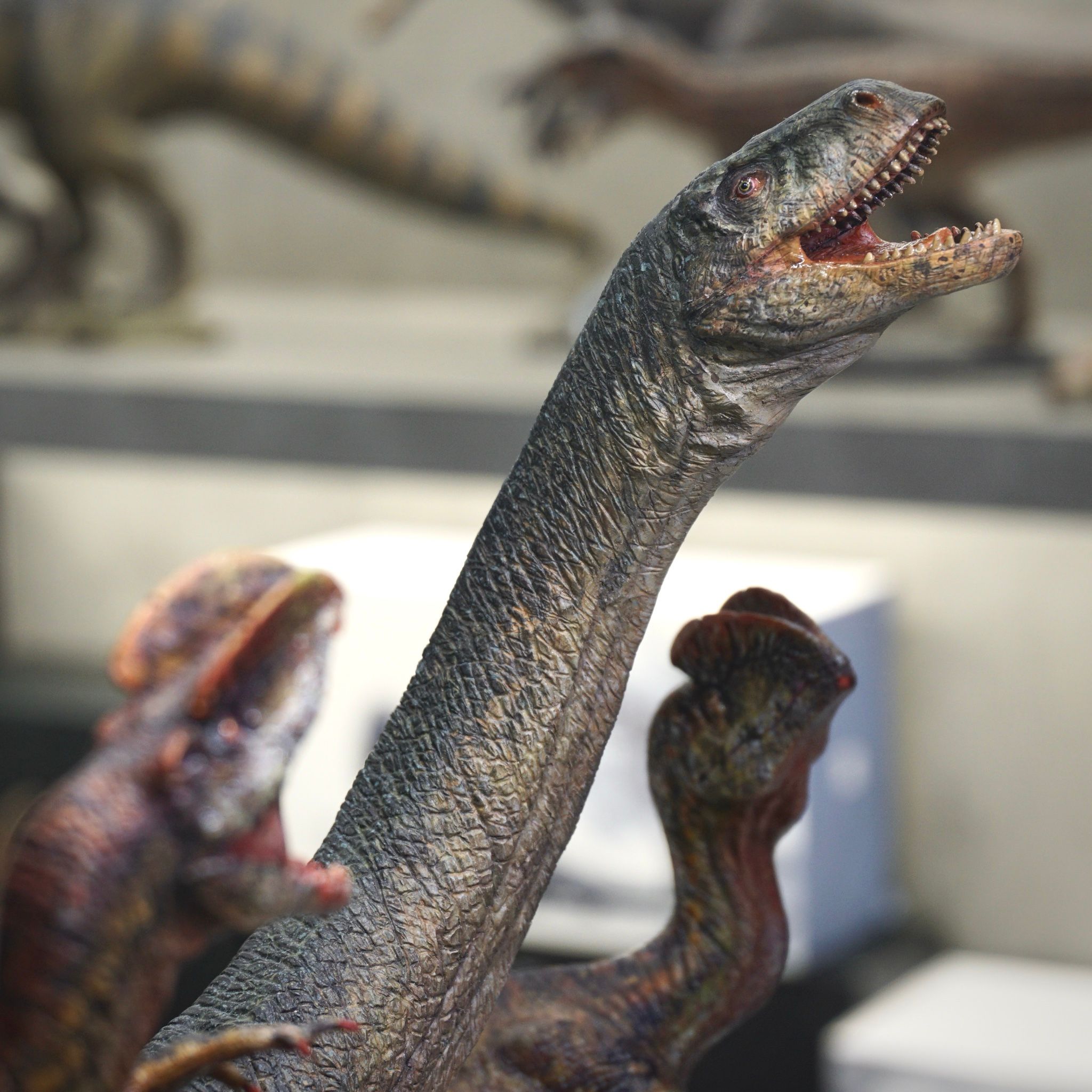 Mô hình sinosaurus vs luffengosaurus GK studio 1/20. – Vidino