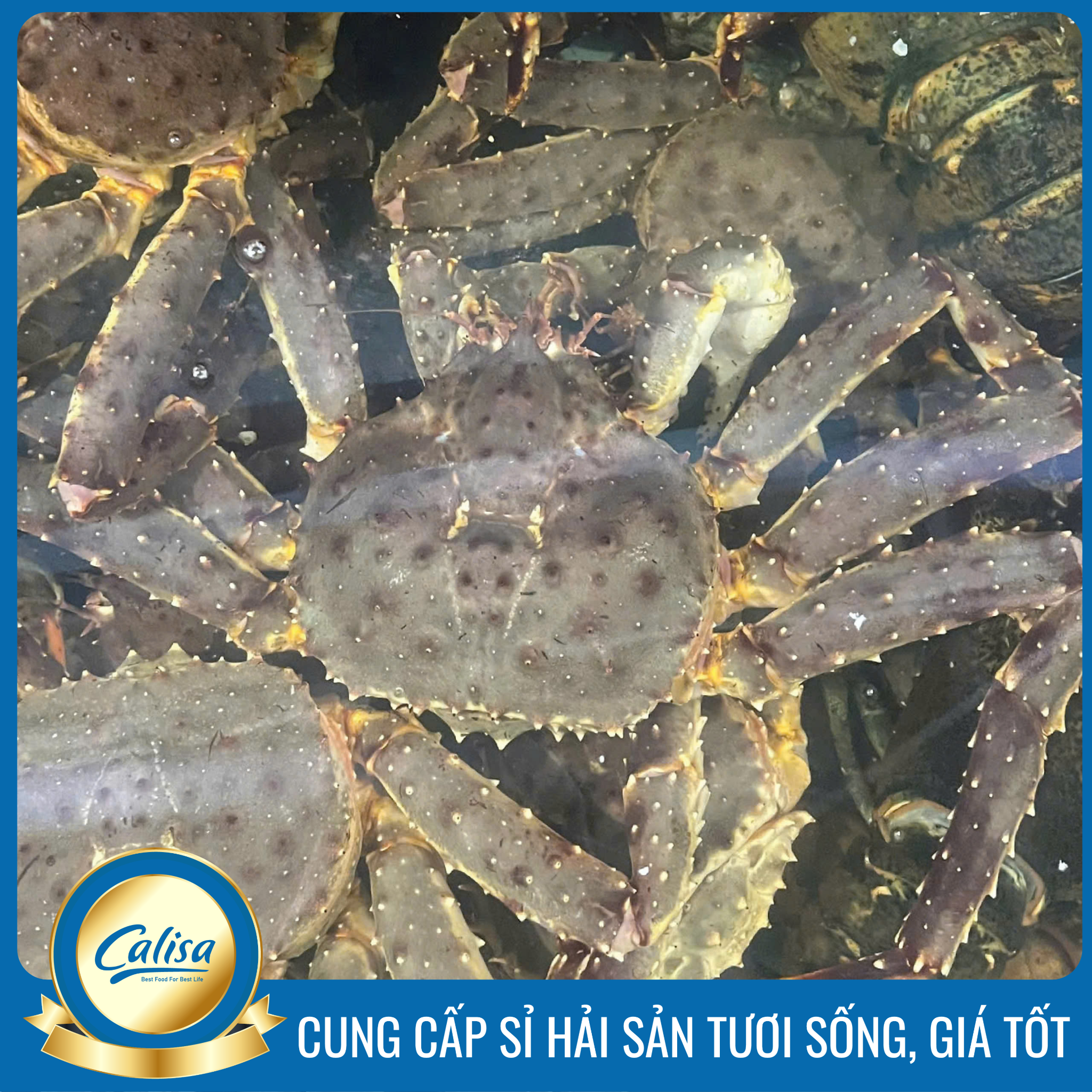 Cua hoàng đế Nauy - King Crab tươi sống – Calisa Foods