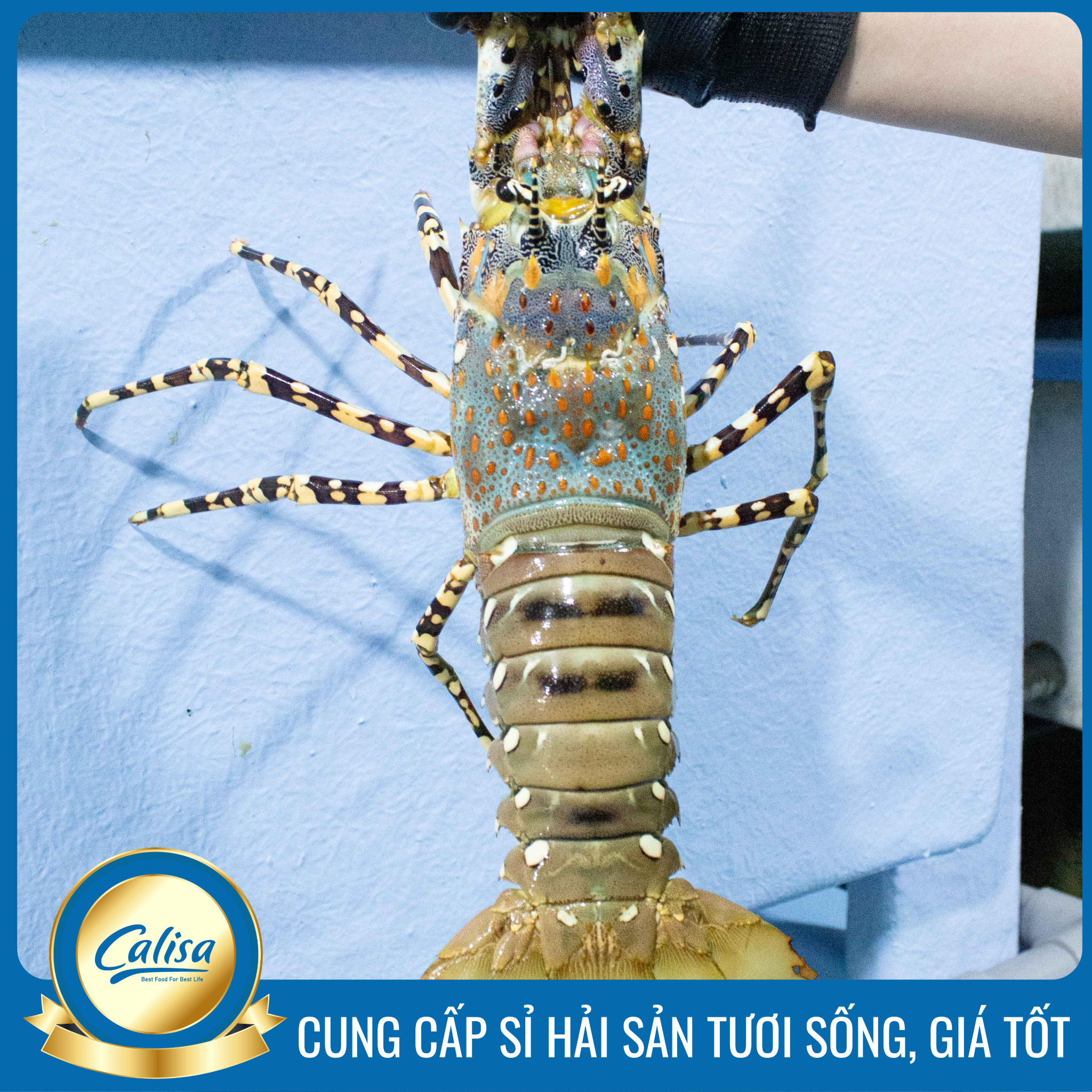 Tôm hùm Bông Việt Nam - Calisa Foods