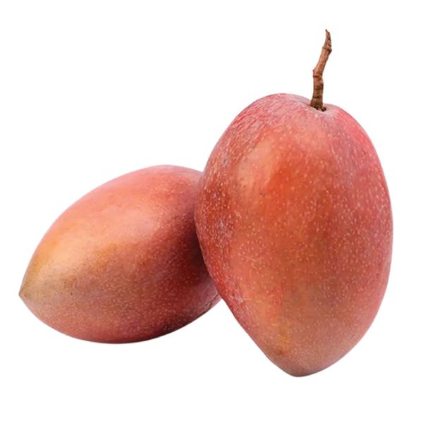 Taiwan Red Mango – Export-Grade Agricultural Product – HM Botanic