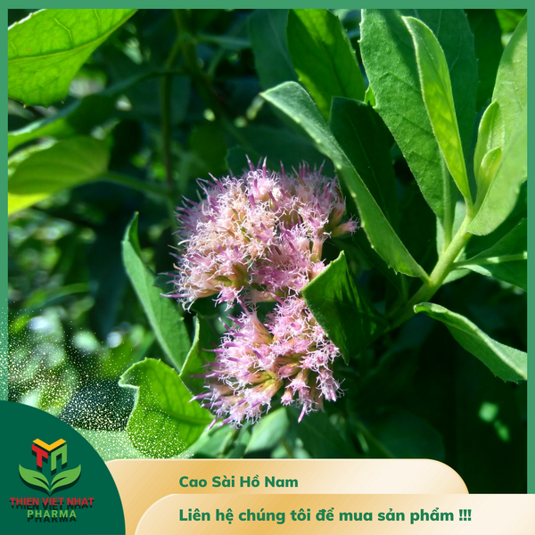 Cao Sài Hồ Nam – Công ty Cổ phân Thiên Việt Nhật